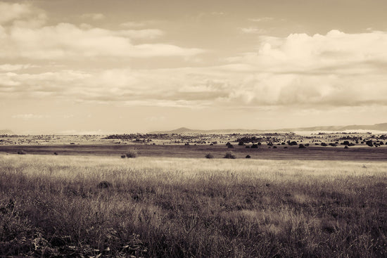 K4 Ranches - Quality Quarter Horses & Premium Beef